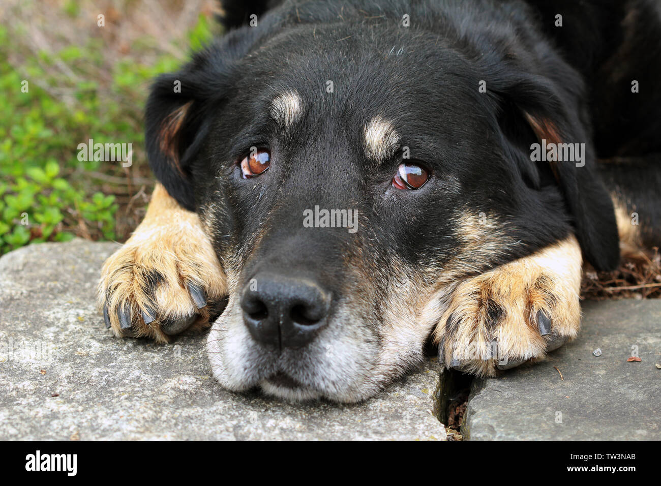 Bernard shepherd dog hi-res stock photography and images - Alamy