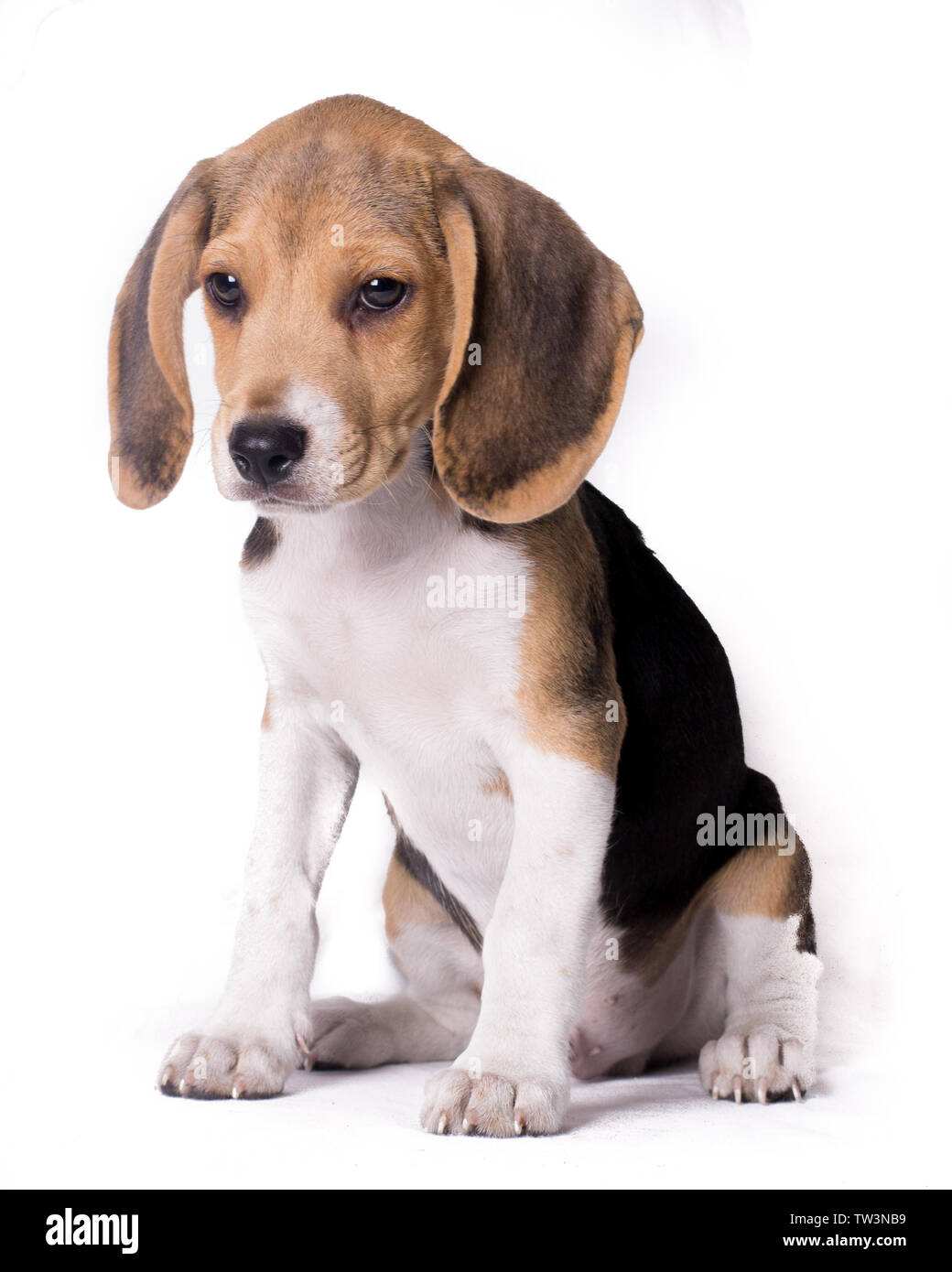 Portrait of Beagle dog breed isolated on white background Stock Photo ...