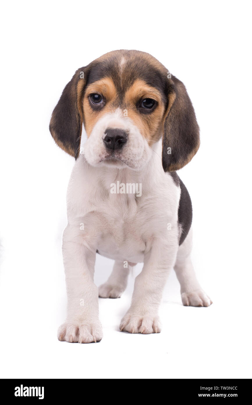Portrait of Beagle dog breed isolated on white background Stock Photo ...