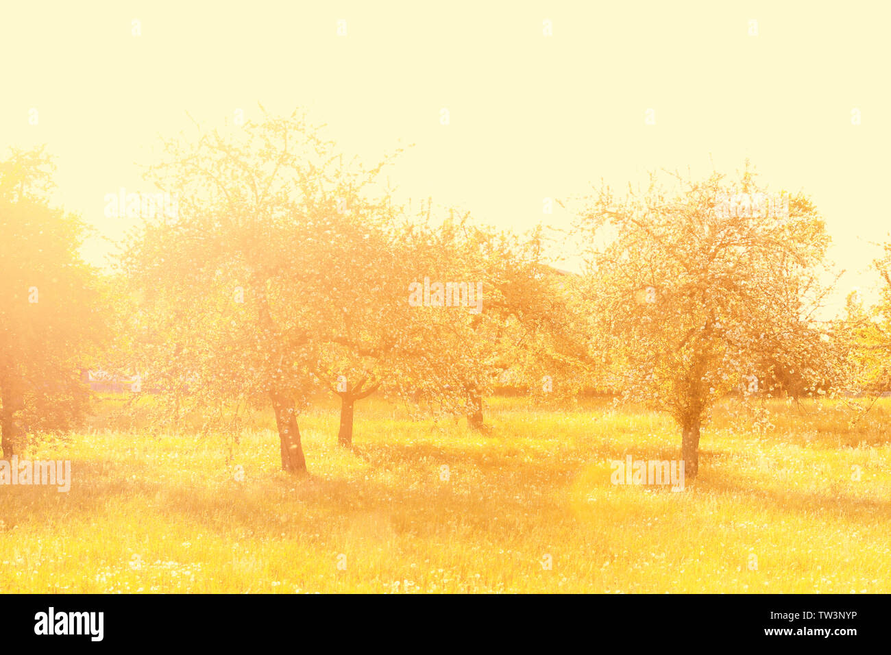 Apple trees in the golden light of the morning sun hi-res stock ...