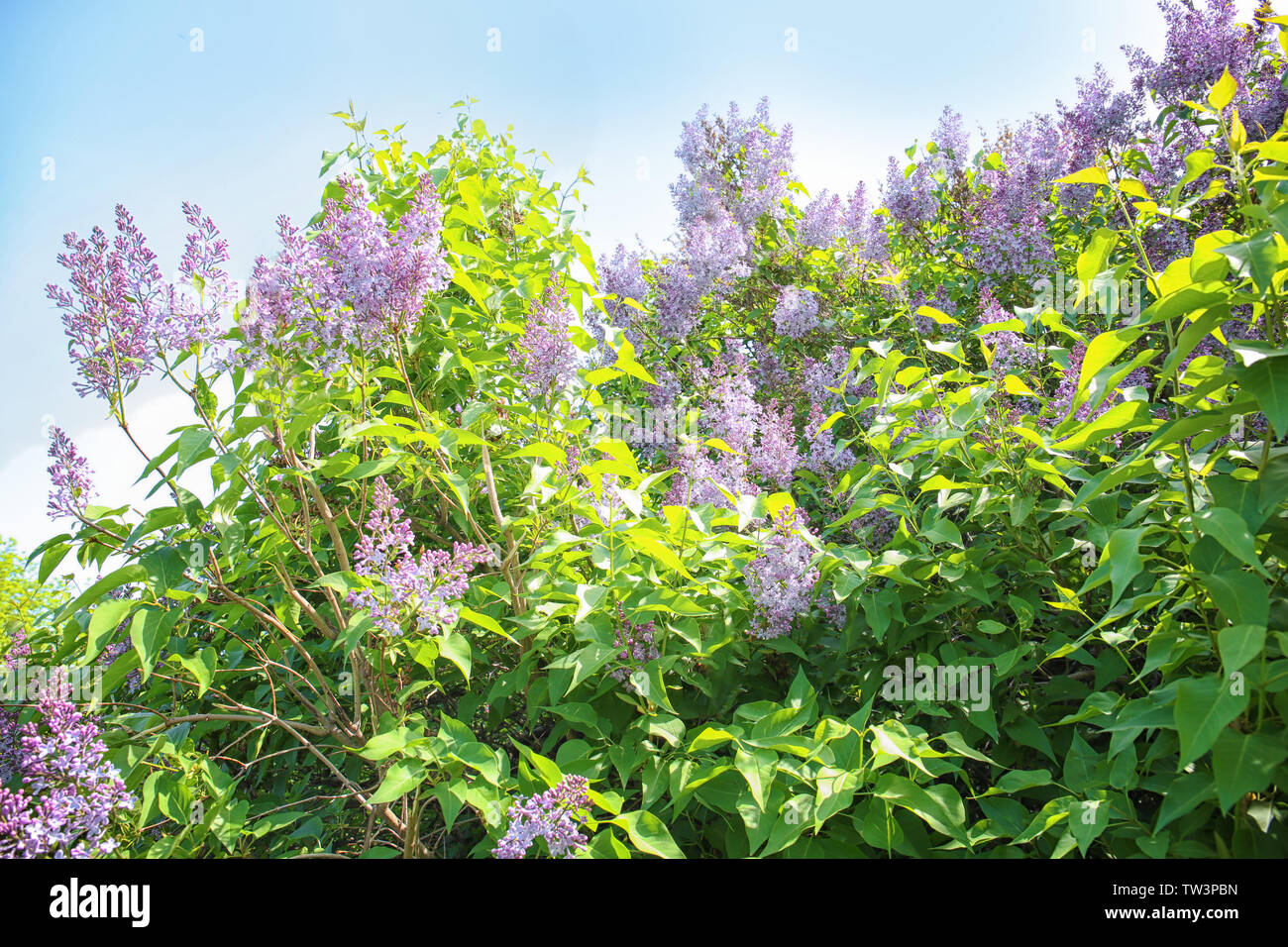Balmy spring day hi-res stock photography and images - Alamy