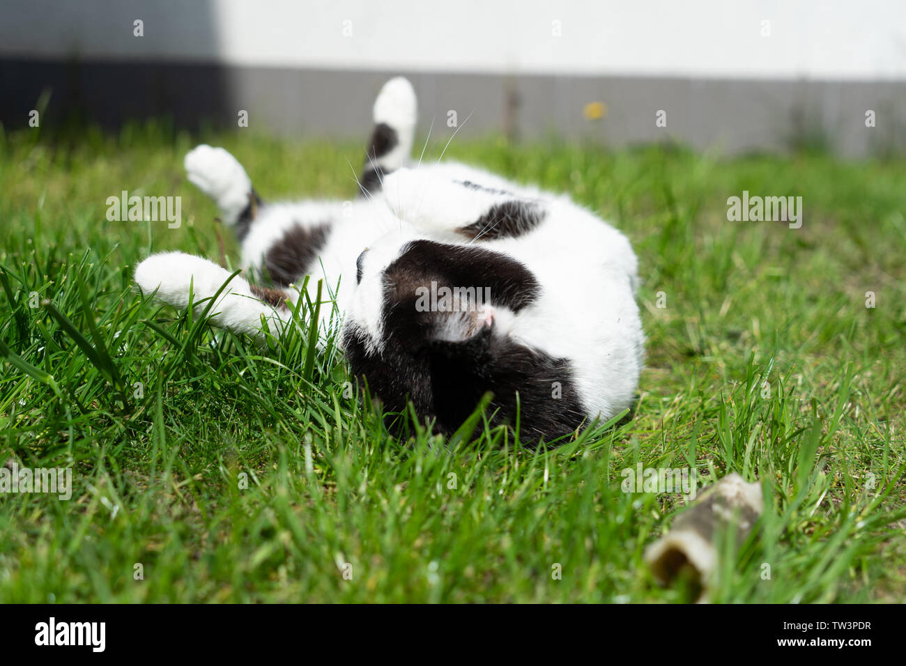 Endangered species map hi-res stock photography and images - Alamy