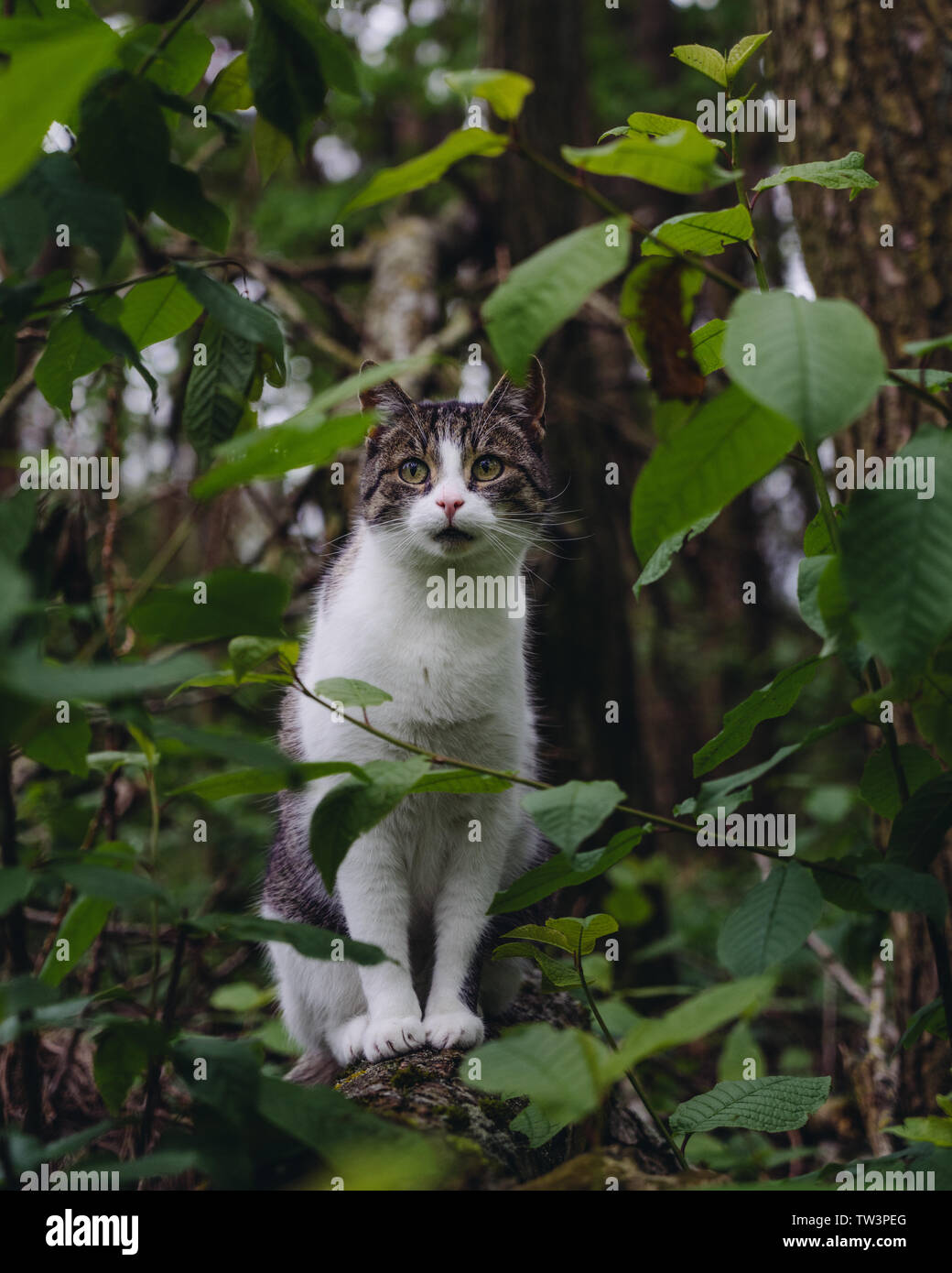 Cat looking through leaves sitting on a fallen tree in the woods Stock ...