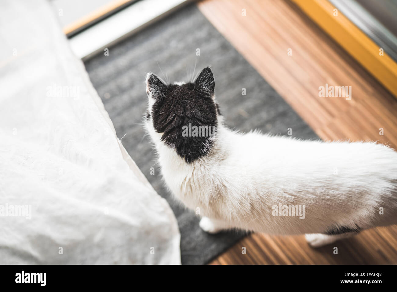 cat leaving home, looking off camera Stock Photo - Alamy