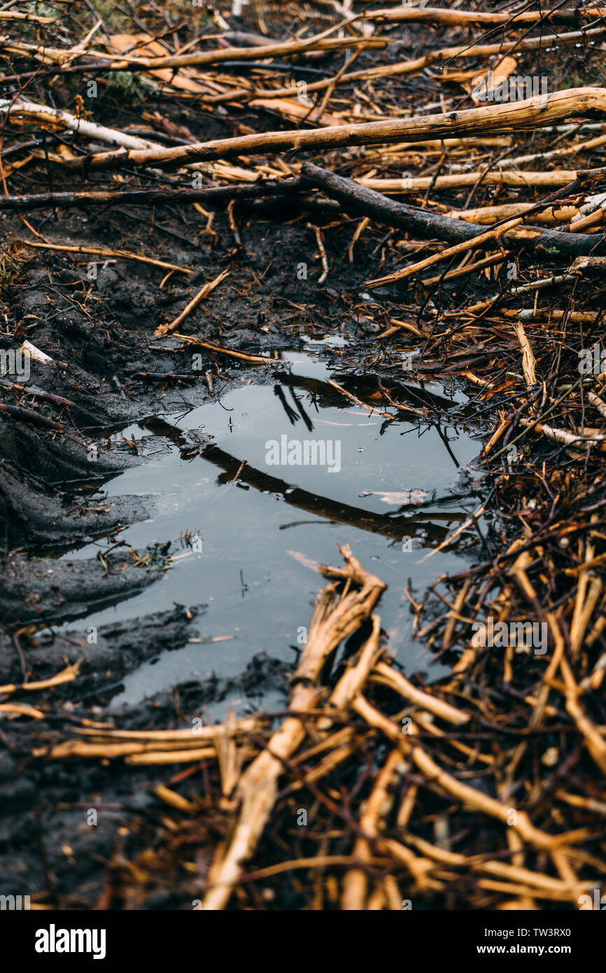 The aftermath of a deforestation in the European forest Stock Photo - Alamy