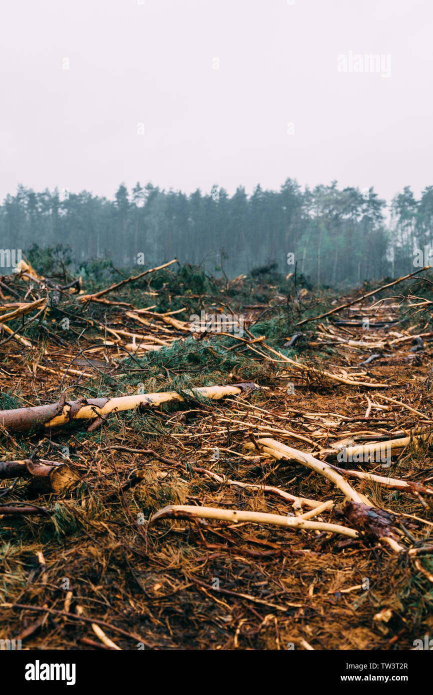 The aftermath of a deforestation in the European forest Stock Photo - Alamy