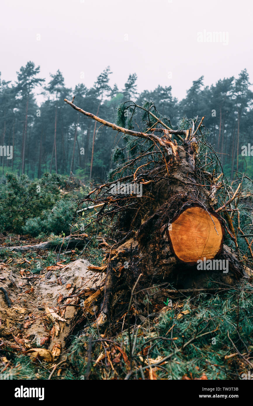 The aftermath of a deforestation in the European forest Stock Photo - Alamy
