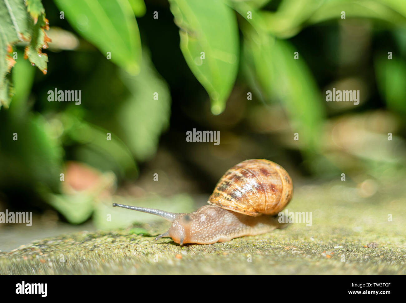 Snails gastropods invertebrates hi-res stock photography and images - Alamy