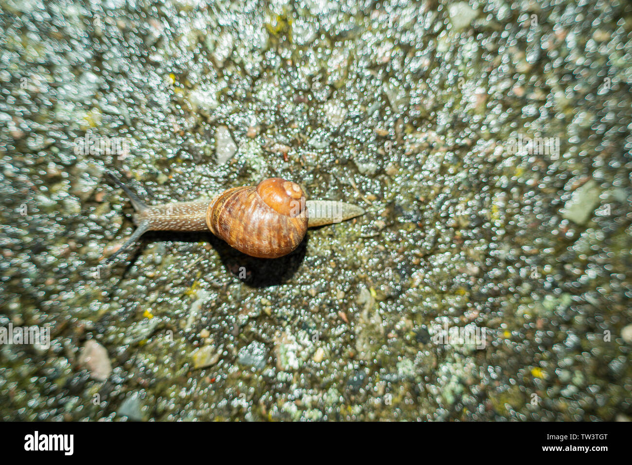 Molluscs snails foliage hi-res stock photography and images - Alamy