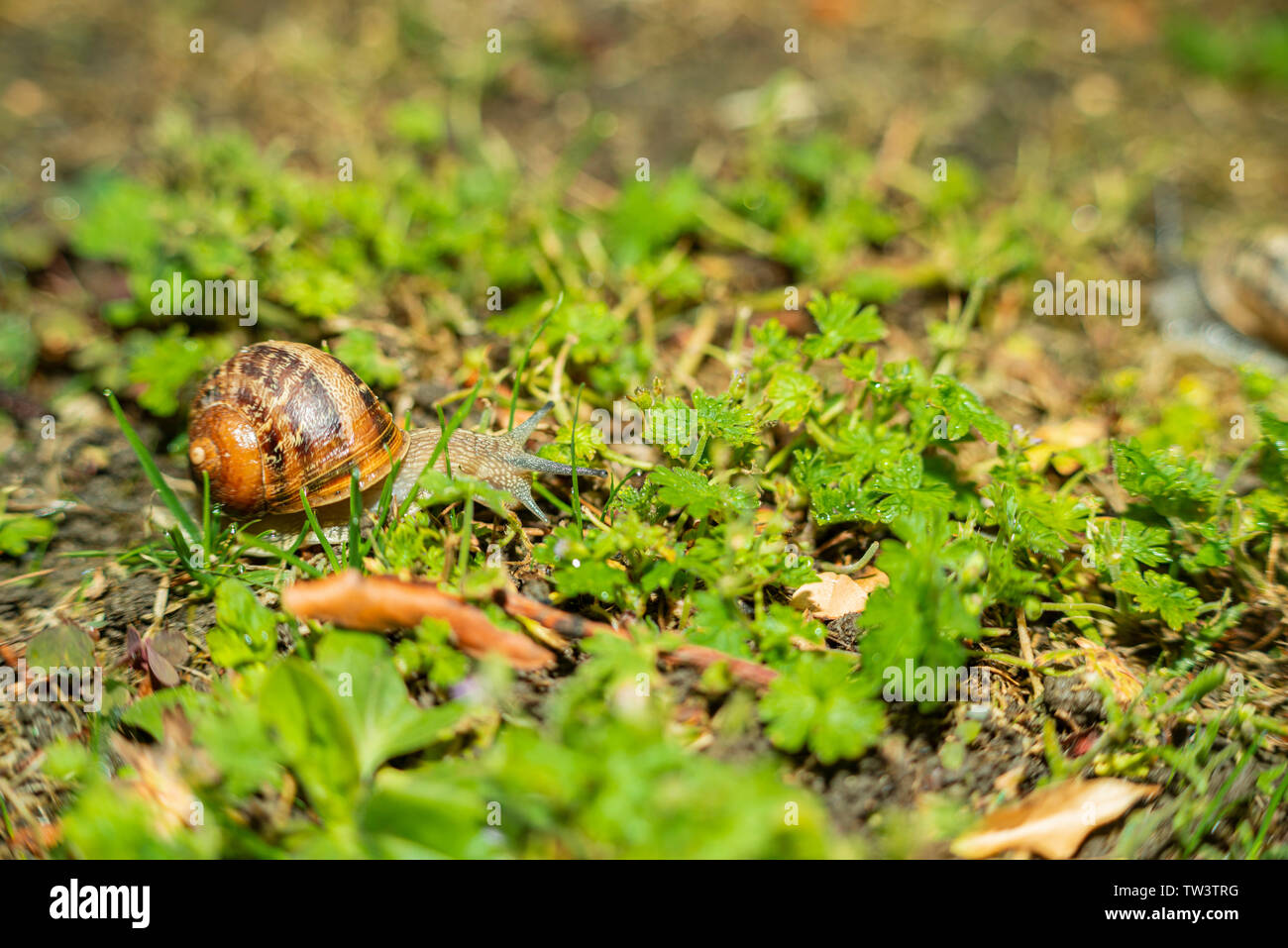Snails gastropods invertebrates hi-res stock photography and images - Alamy