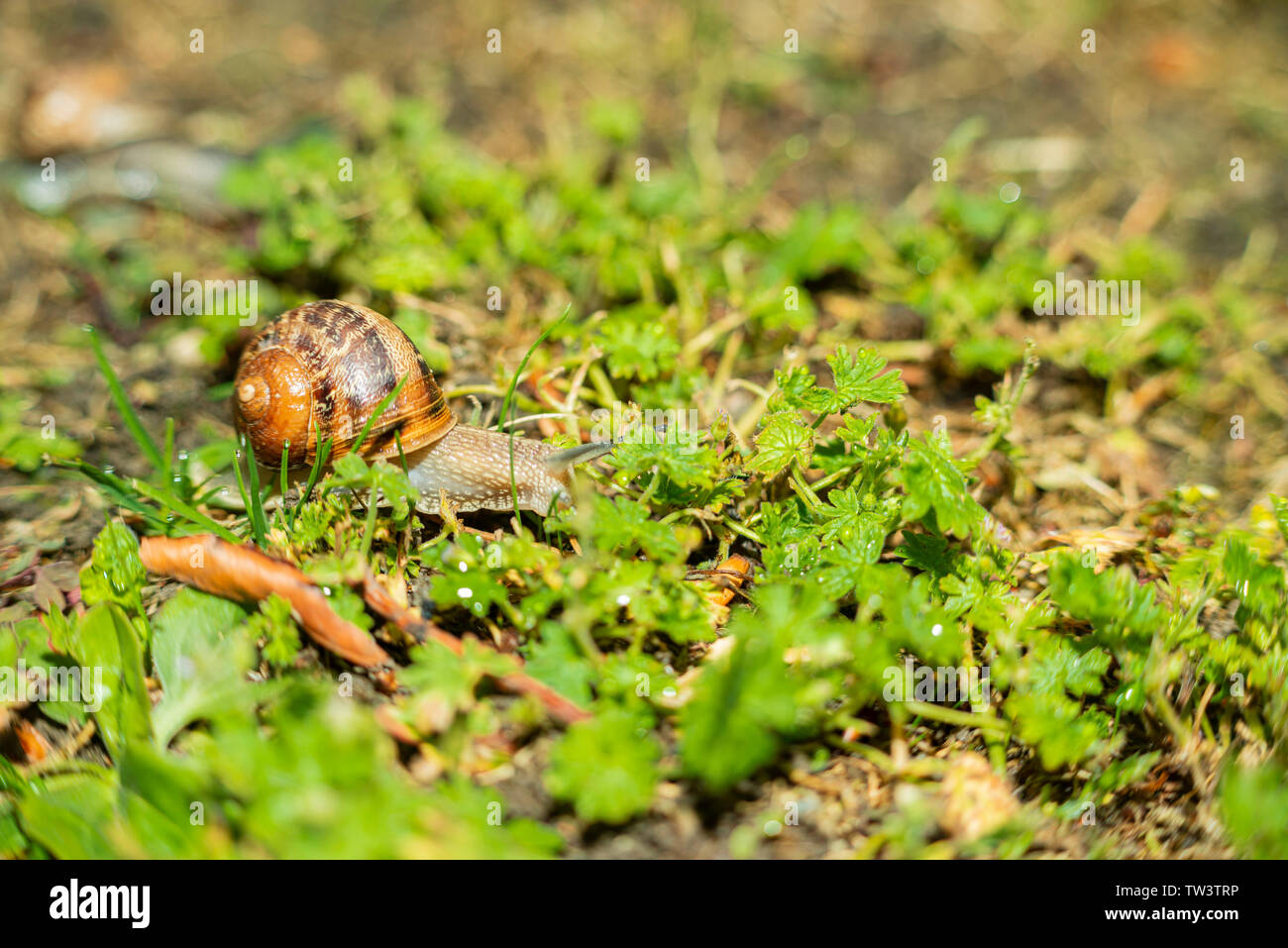Snails gastropods invertebrates hi-res stock photography and images - Alamy