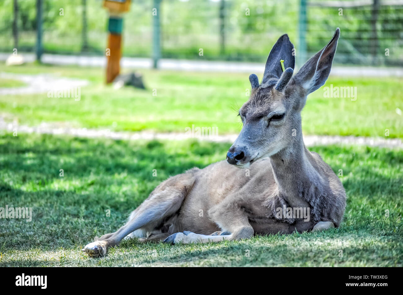 Parks and green spaces hi-res stock photography and images - Alamy