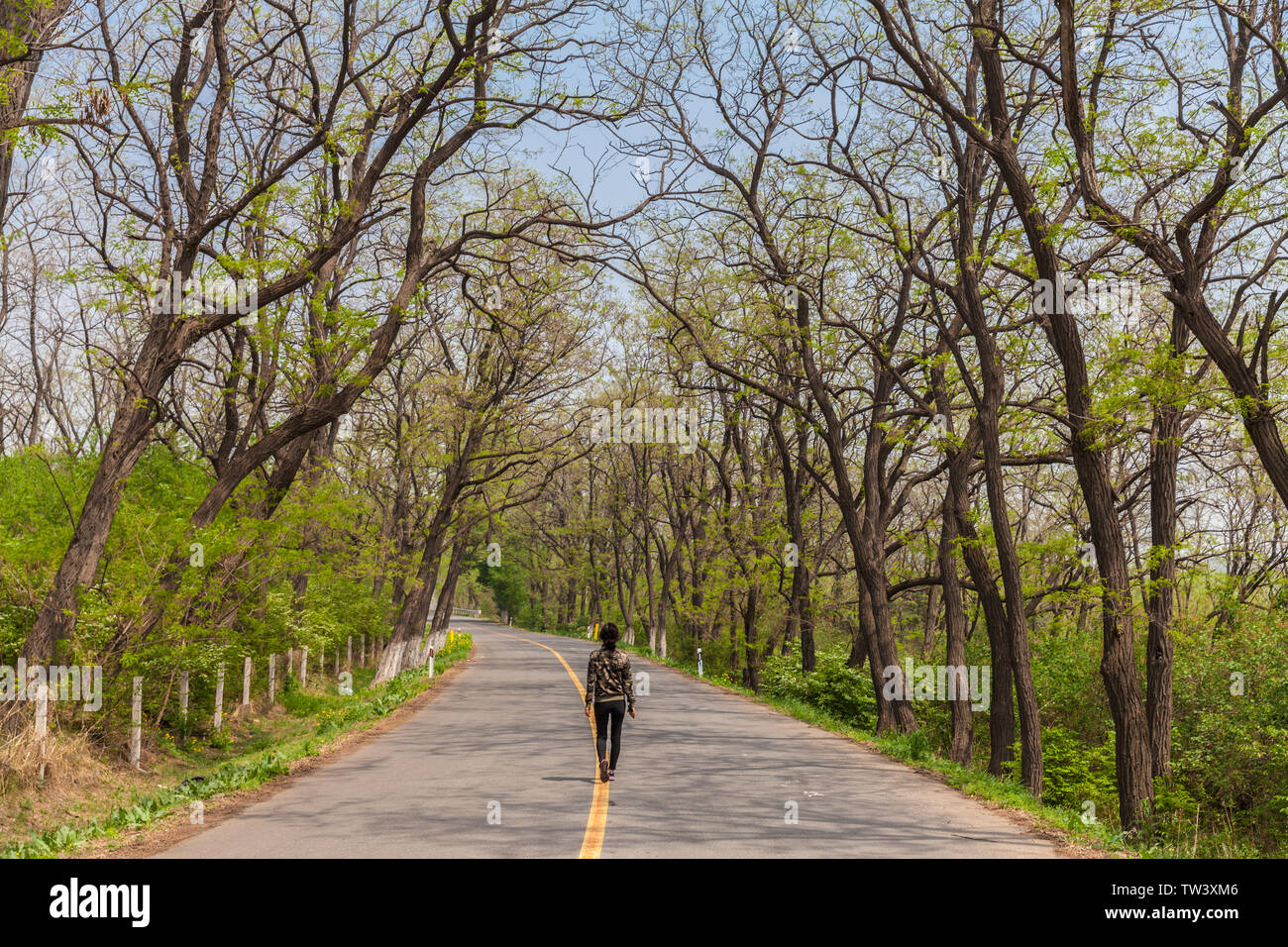 Road guide with nature and wood landscape hi-res stock photography and ...