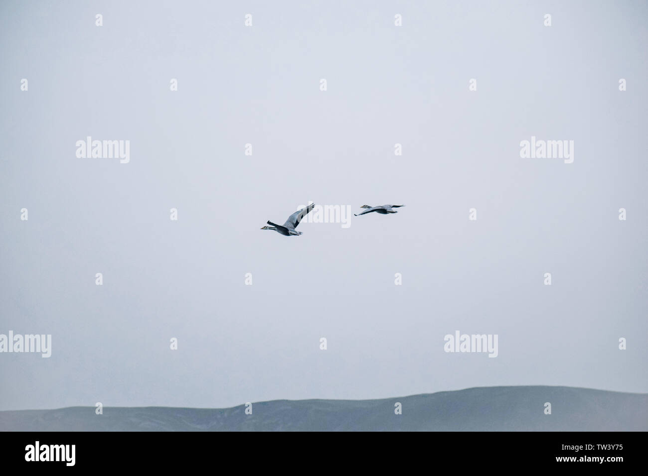 A free bird Stock Photo - Alamy