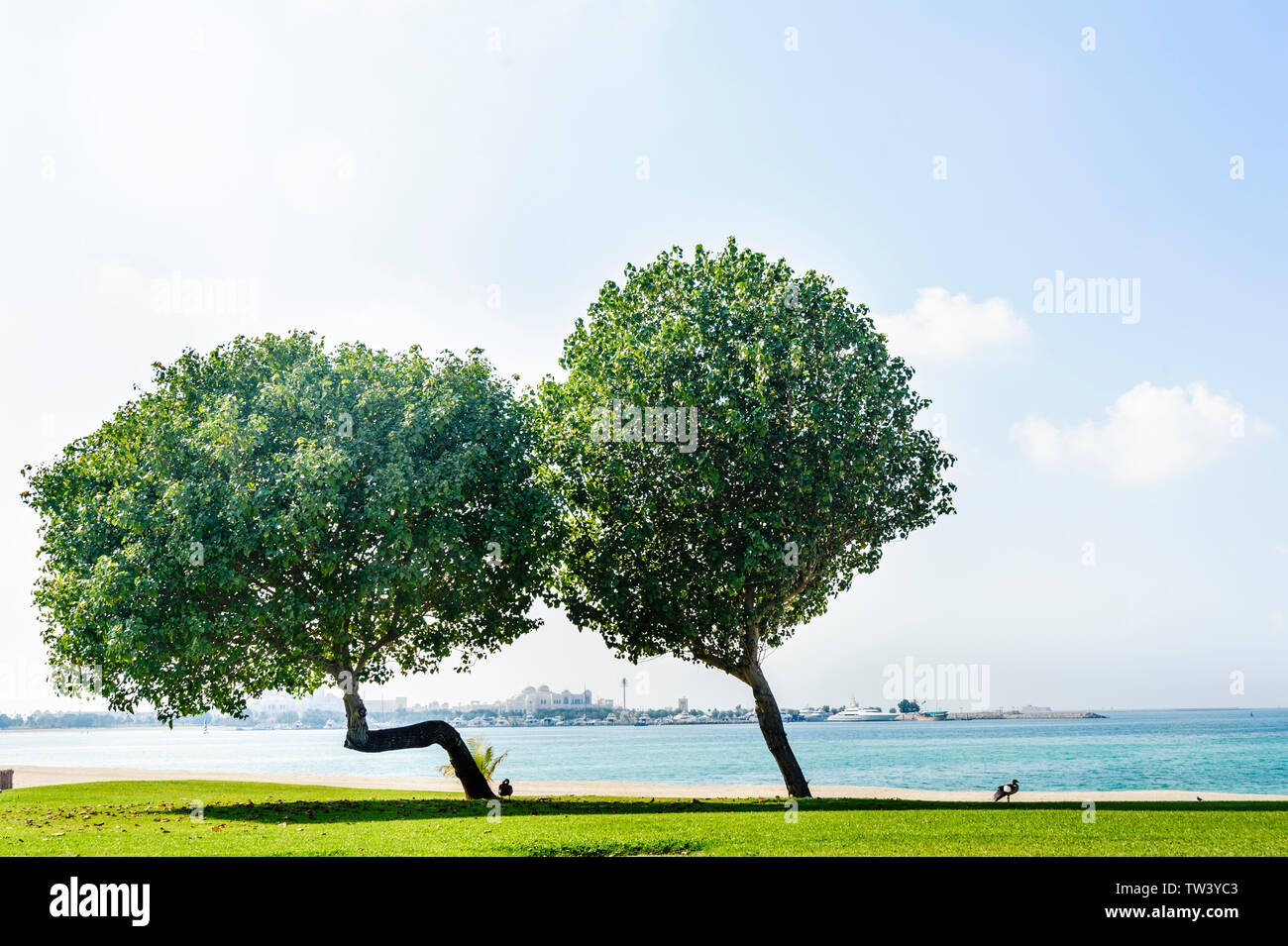 Abu dhabi beach trees hi-res stock photography and images - Alamy