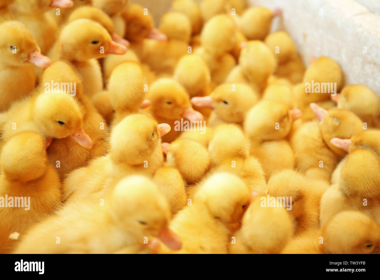 Little cute ducklings in incubator Stock Photo - Alamy