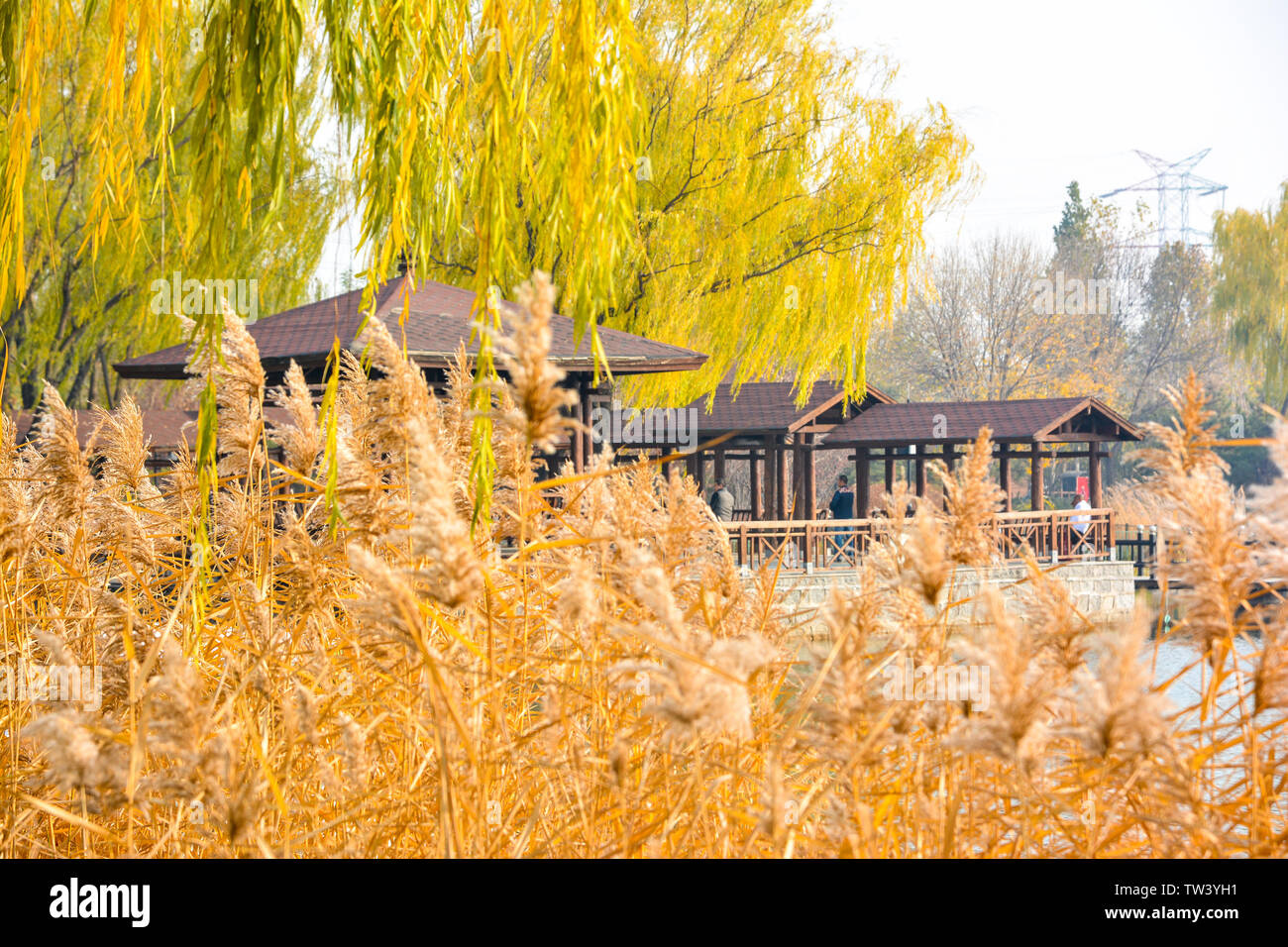 Beijing Ghouta Park Autumn Stock Photo - Alamy
