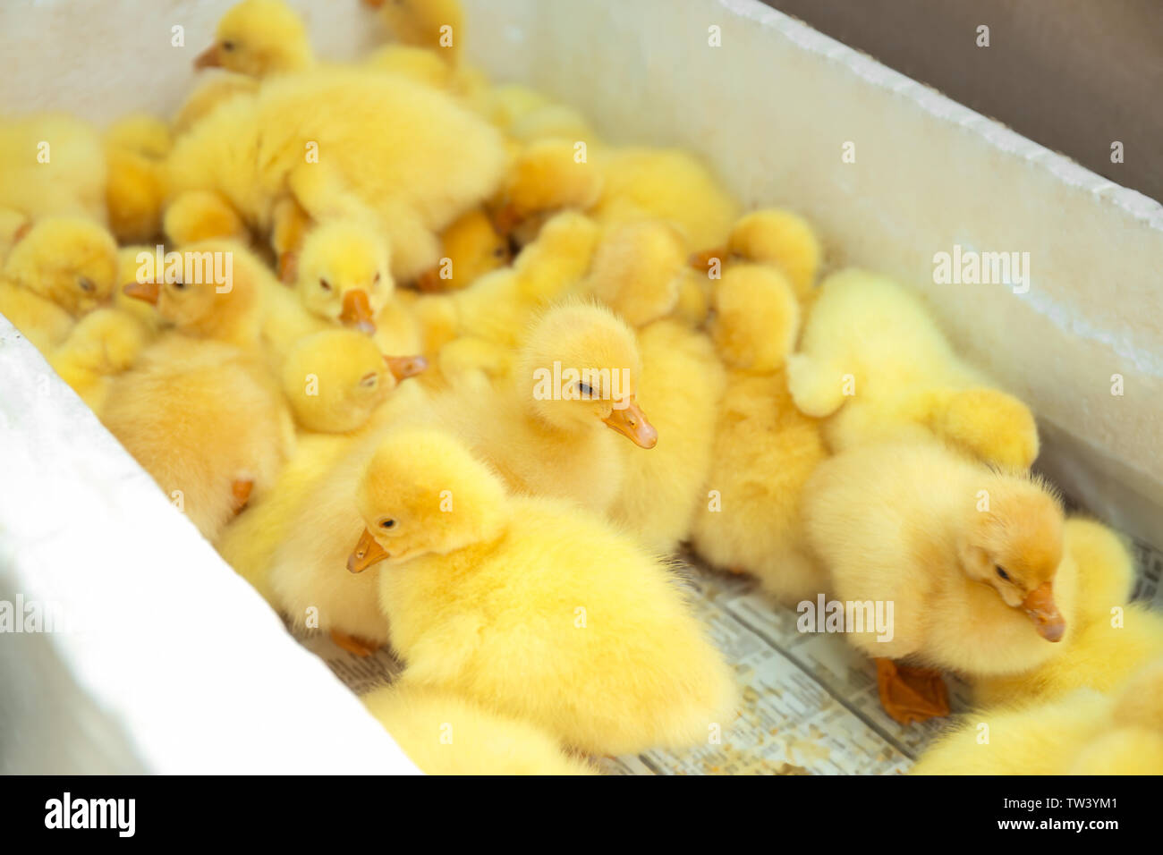 Little cute ducklings in incubator Stock Photo - Alamy