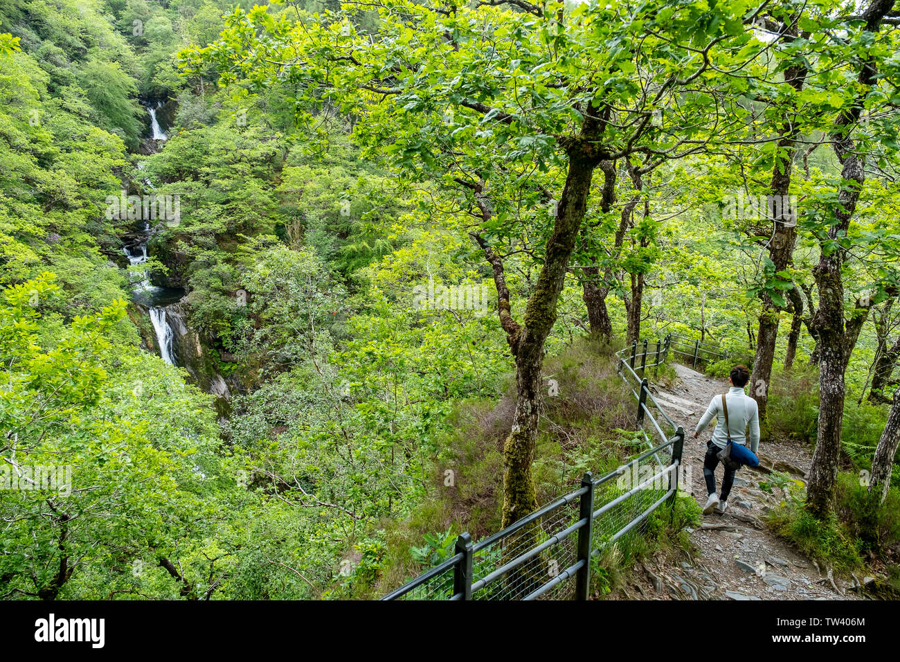 Mynach Falls, Devil's Bridge, long way, Pontarfynach, Wales Stock Photo ...