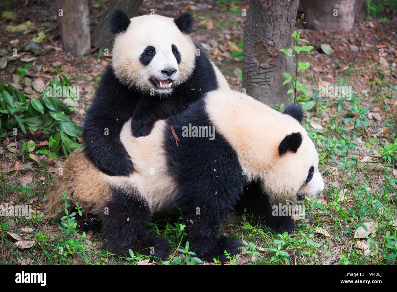 Two young giant pandas playing together,Chengdu,China Stock Photo - Alamy