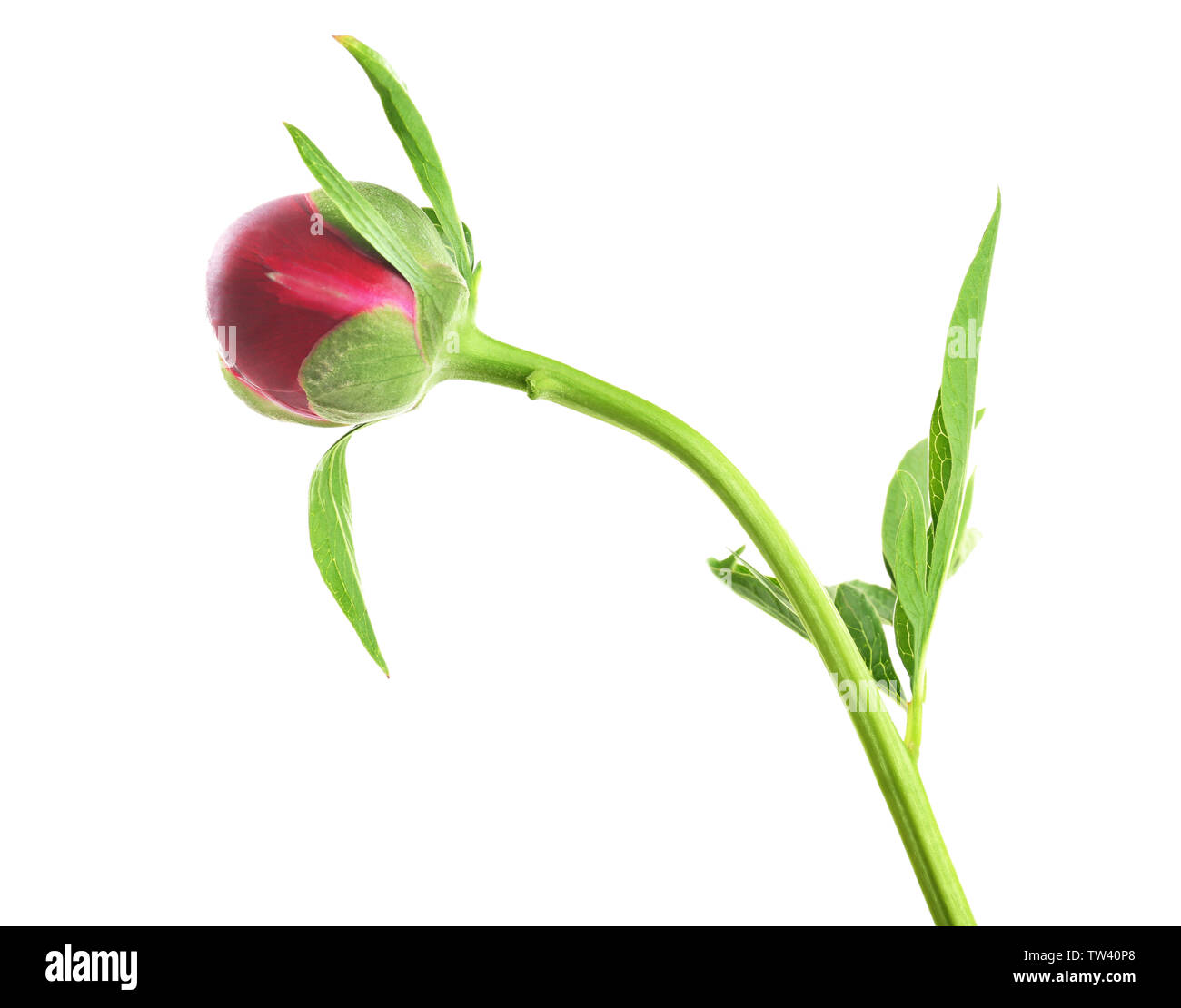 Beautiful peony flower bud on white background Stock Photo - Alamy