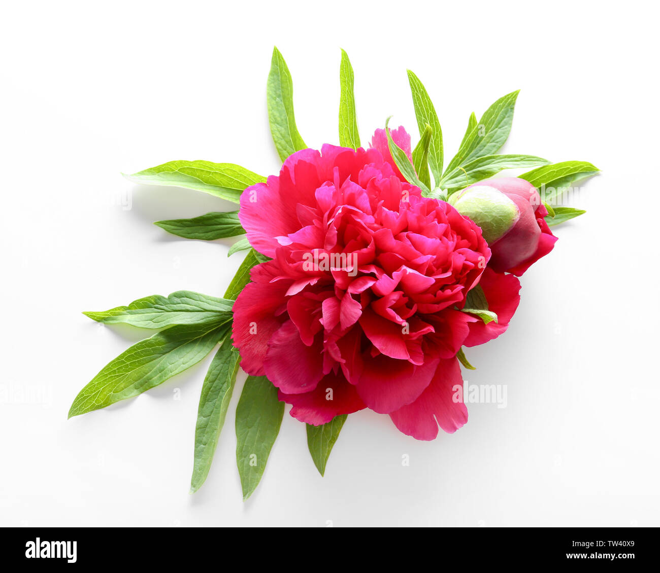 Composition of beautiful peonies with leaves on white background Stock ...