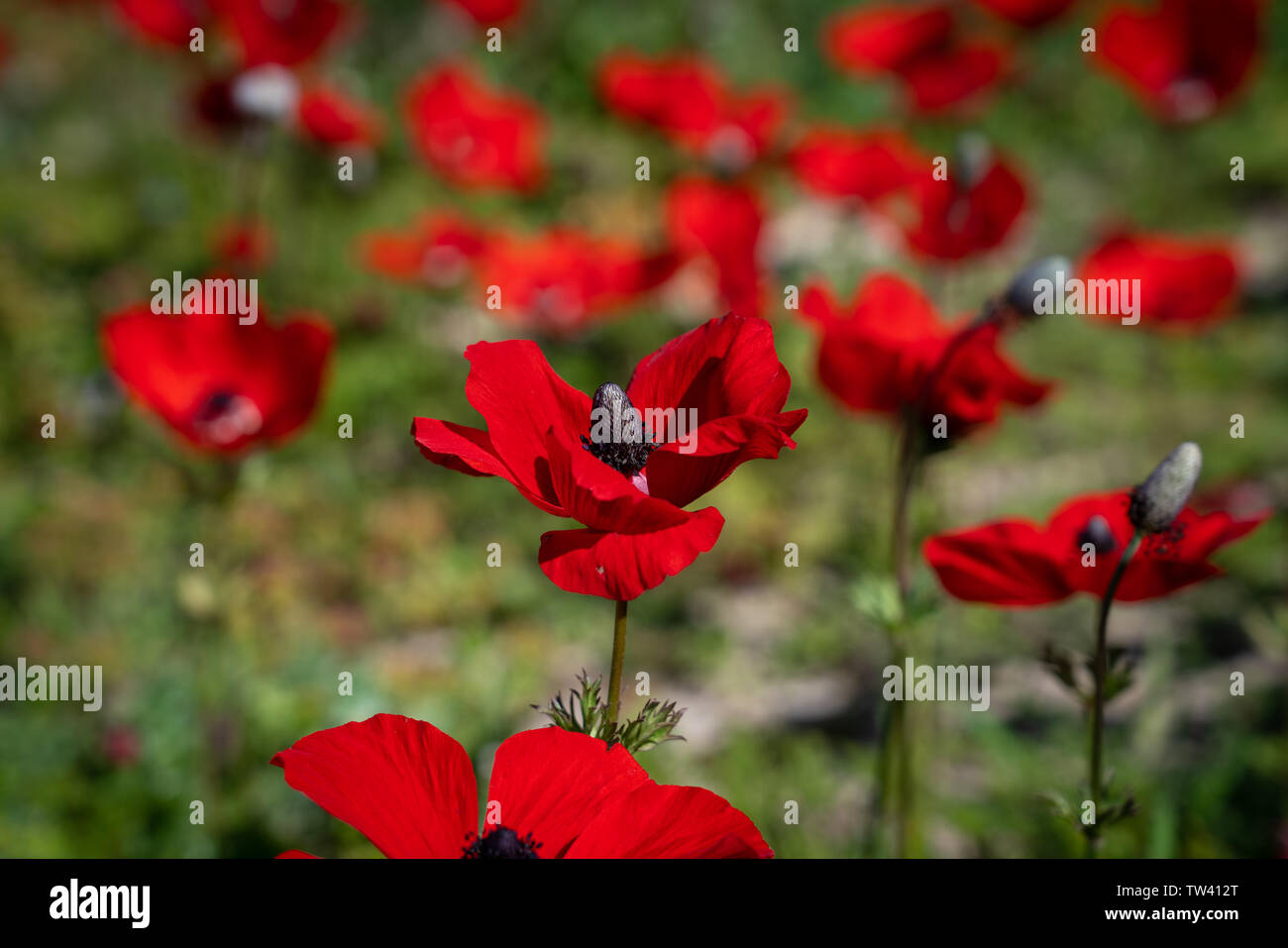 Anemone flowers bloom in southern Israel, near the Gaza border Stock ...