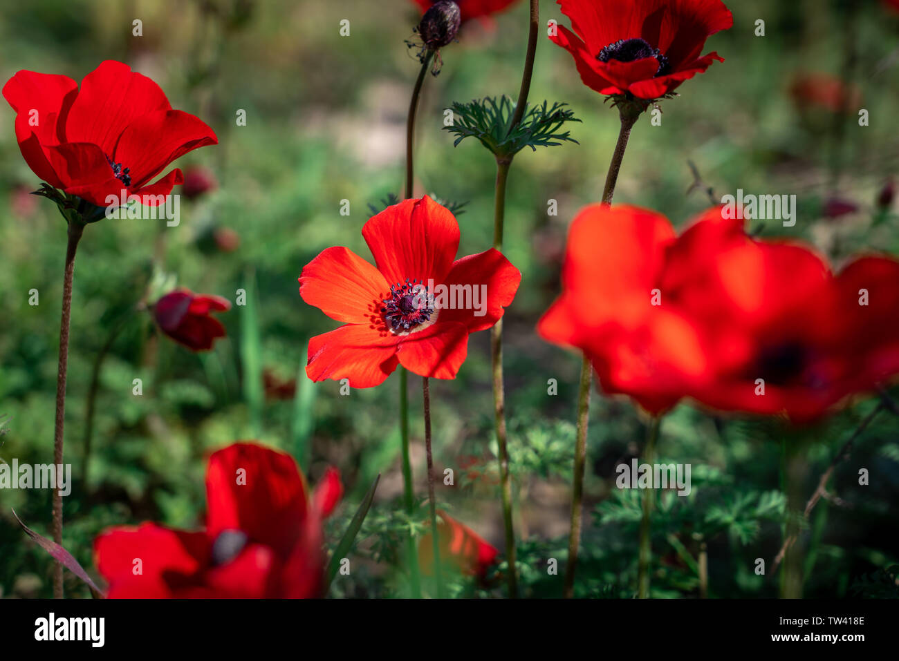 Anemone flowers bloom in southern Israel, near the Gaza border Stock ...
