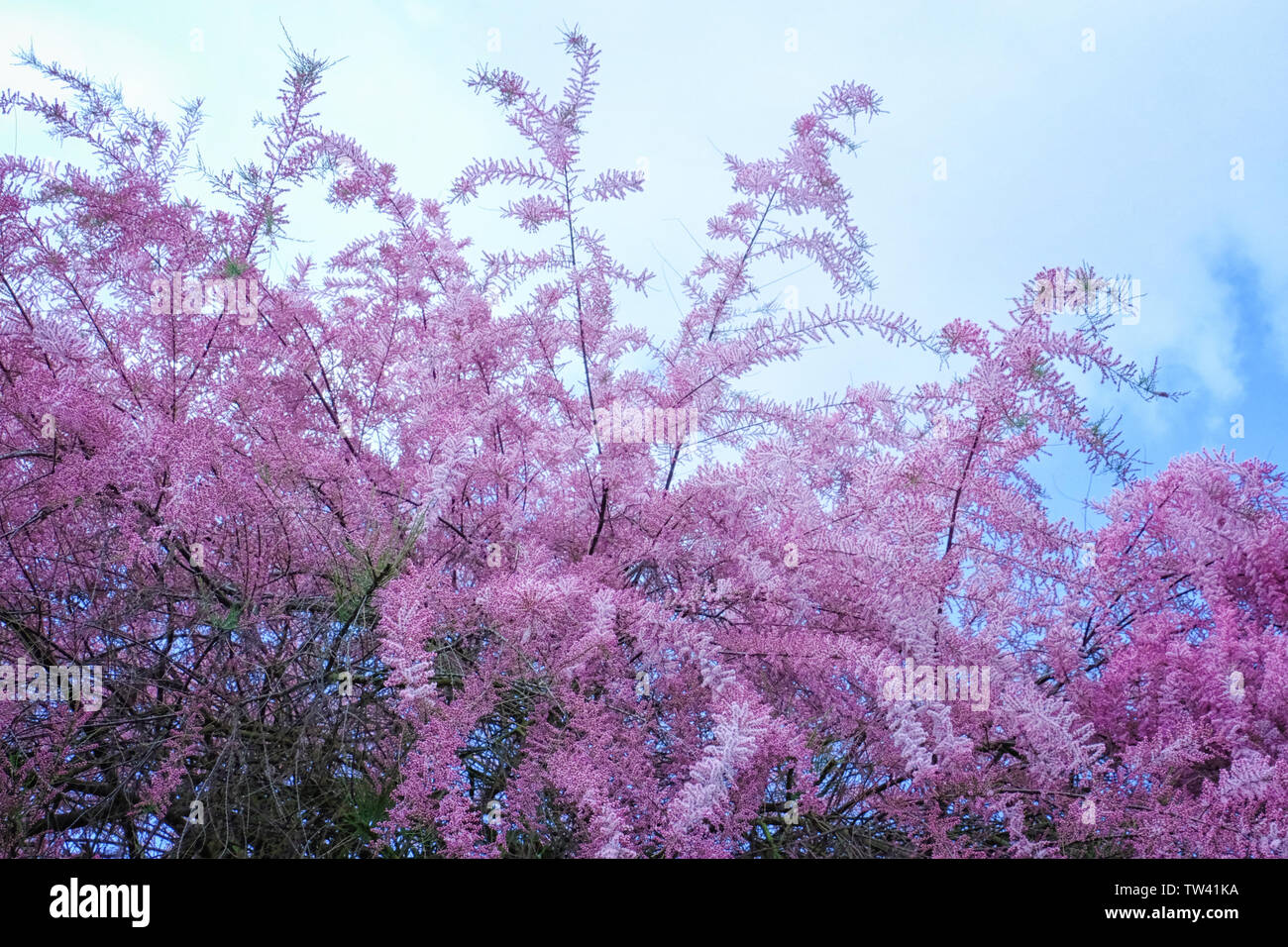 Blooming tree on sky background Stock Photo - Alamy