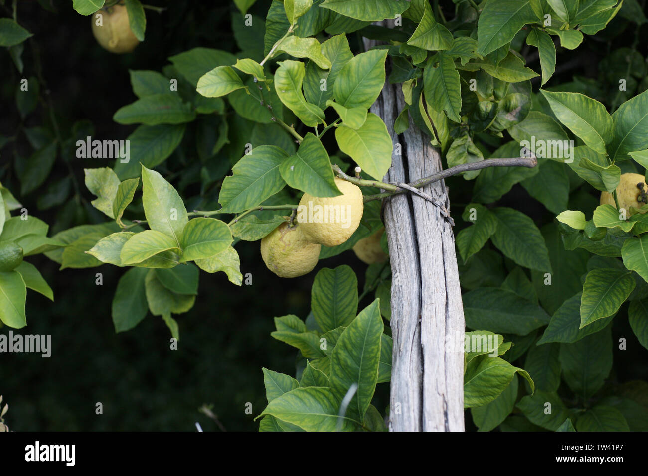 Lemon trees on plantation hi-res stock photography and images - Alamy