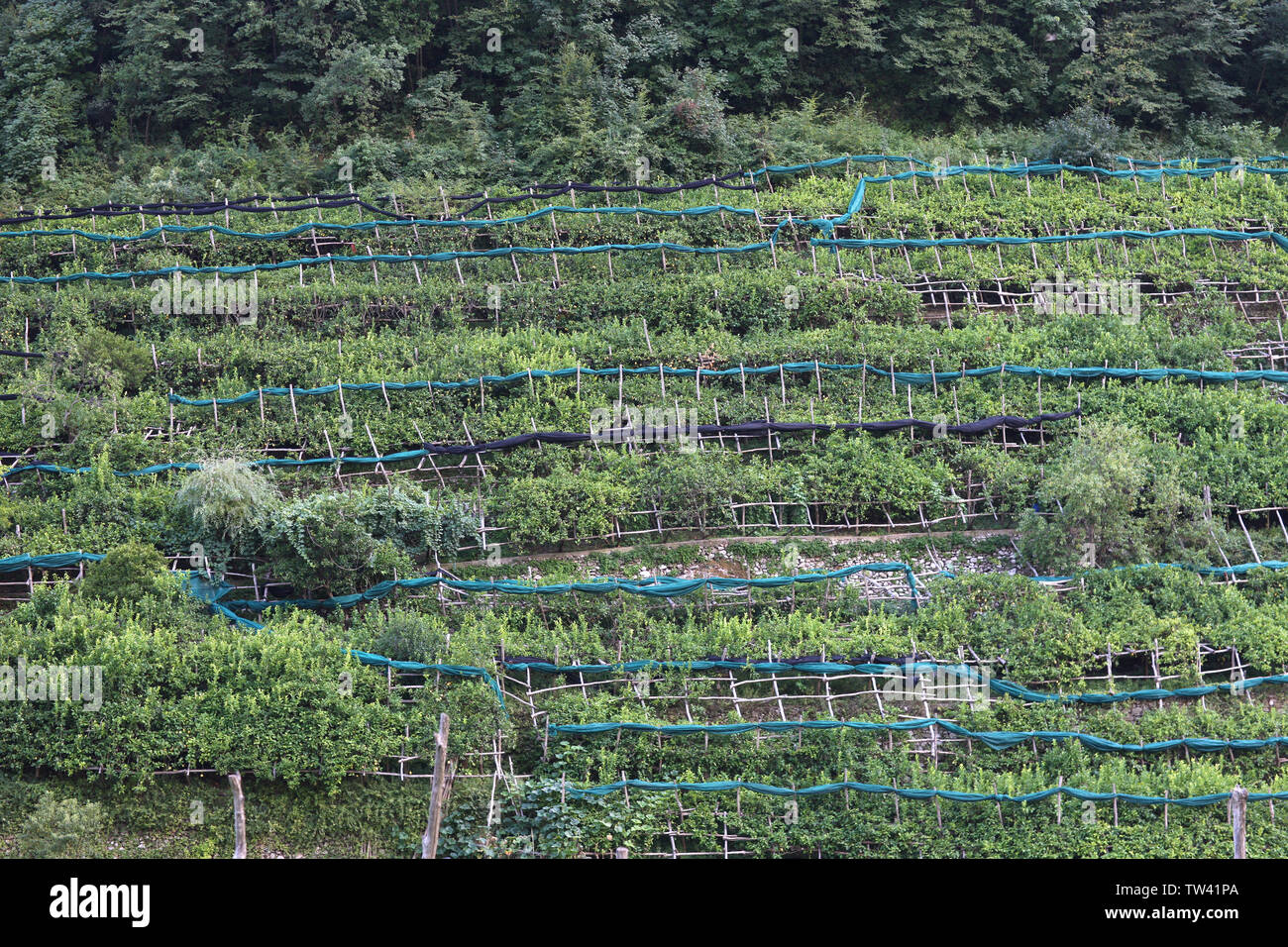 Plantation citrus crops on the hillside terraces. Italy Stock Photo - Alamy