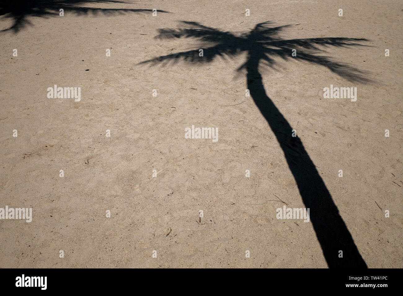 Palm leaves outline hi-res stock photography and images - Alamy