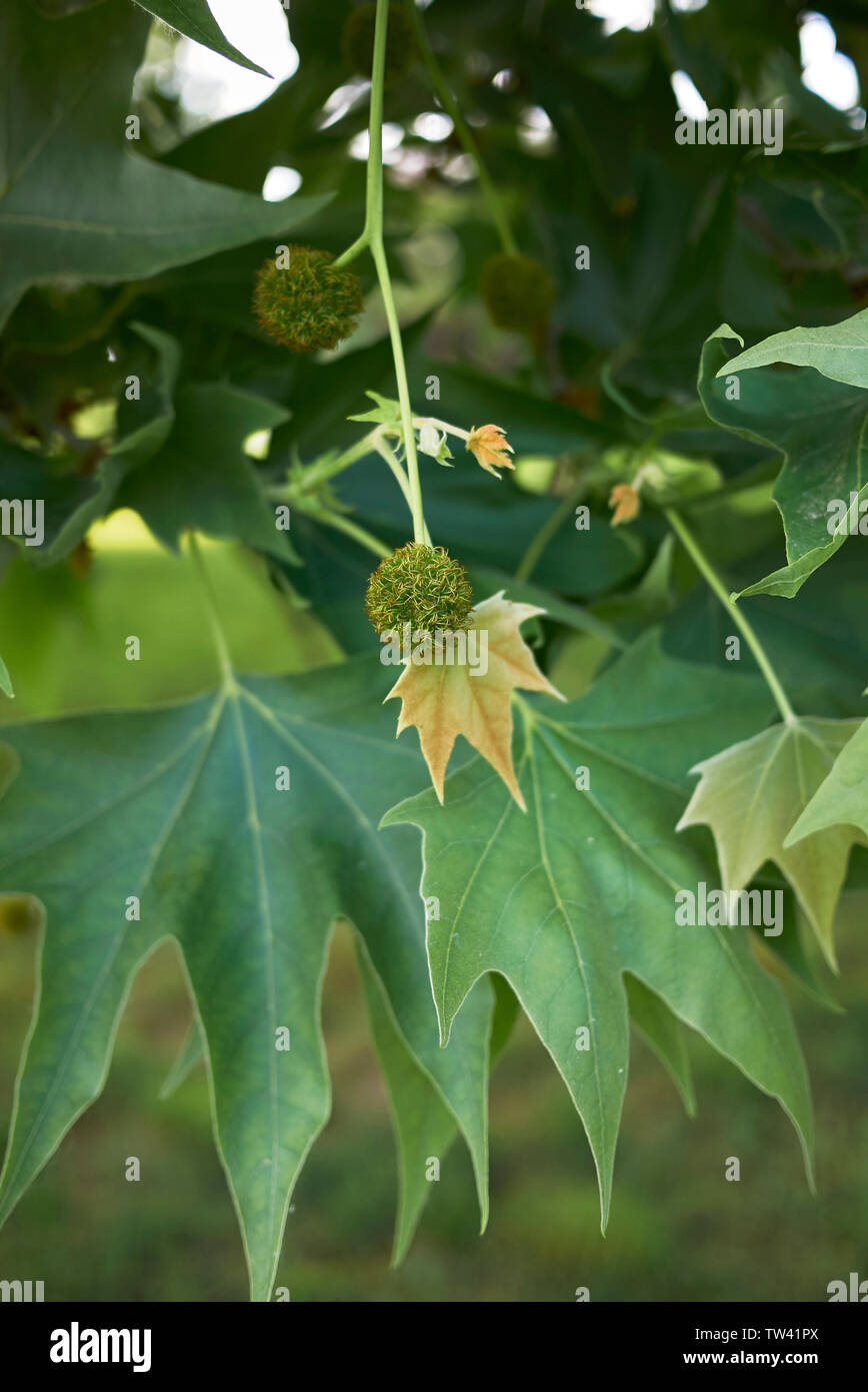 branch of Platanus orientalis tree Stock Photo - Alamy