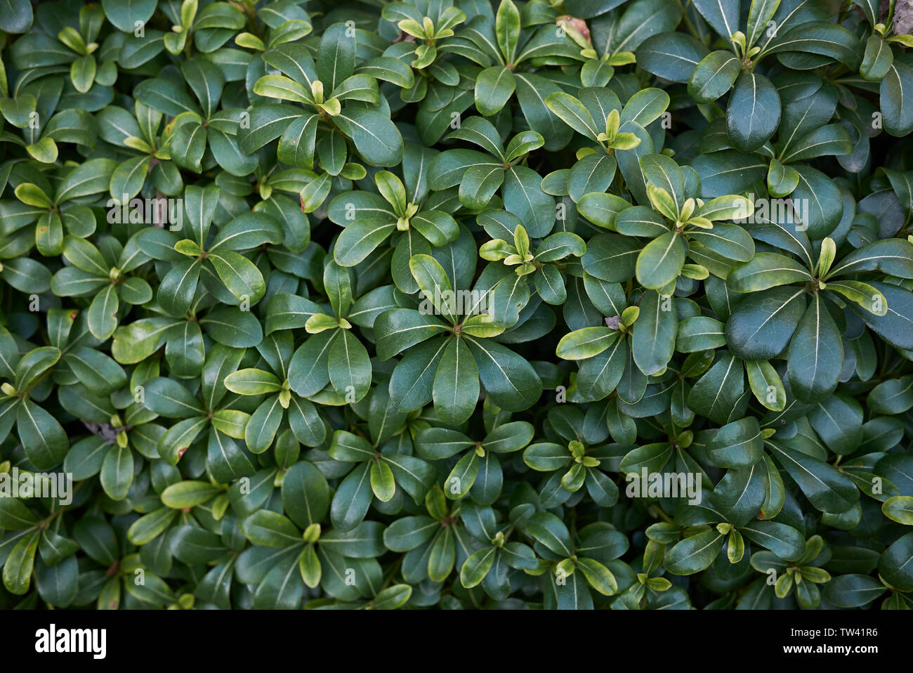 Pittosporum hedge hi-res stock photography and images - Alamy