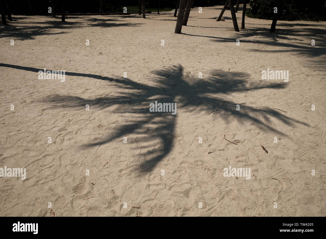 Palm leaves outline hi-res stock photography and images - Alamy