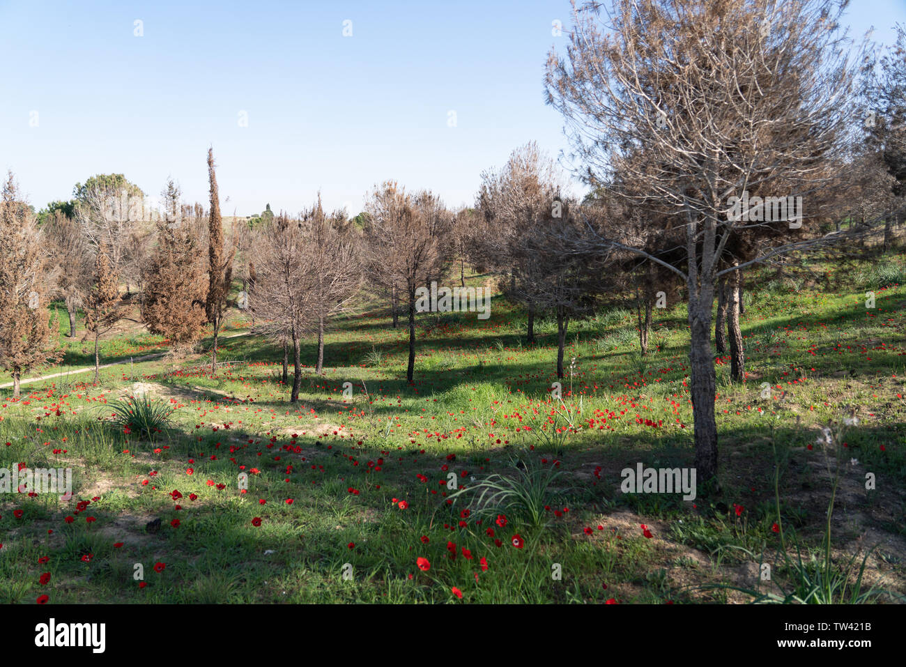 Anemone flowers bloom in southern Israel, near the Gaza border Stock ...