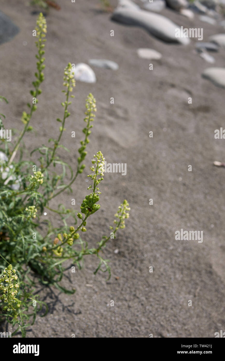 Reseda green hi-res stock photography and images - Alamy