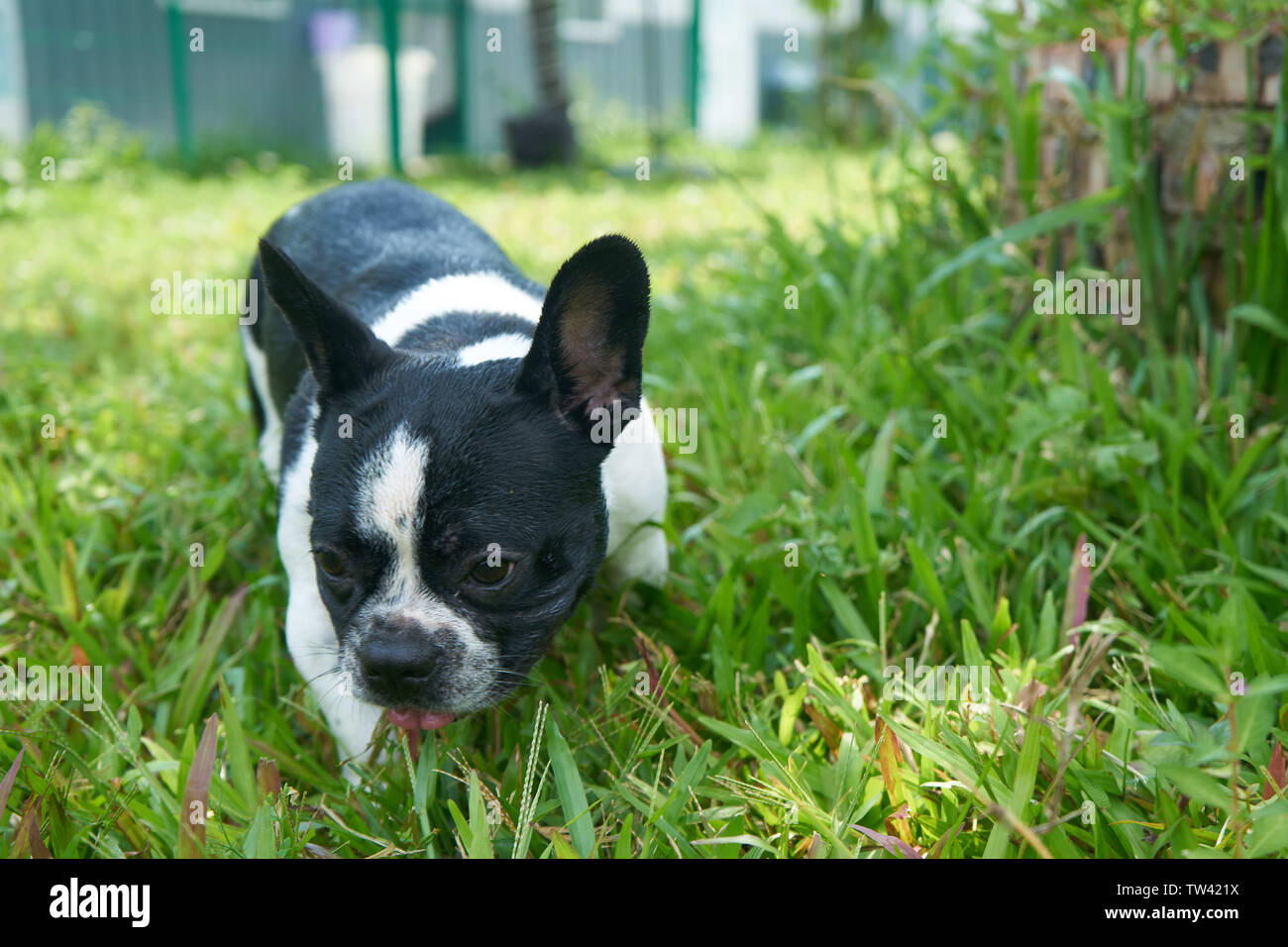 Chinese pug hi-res stock photography and images - Alamy