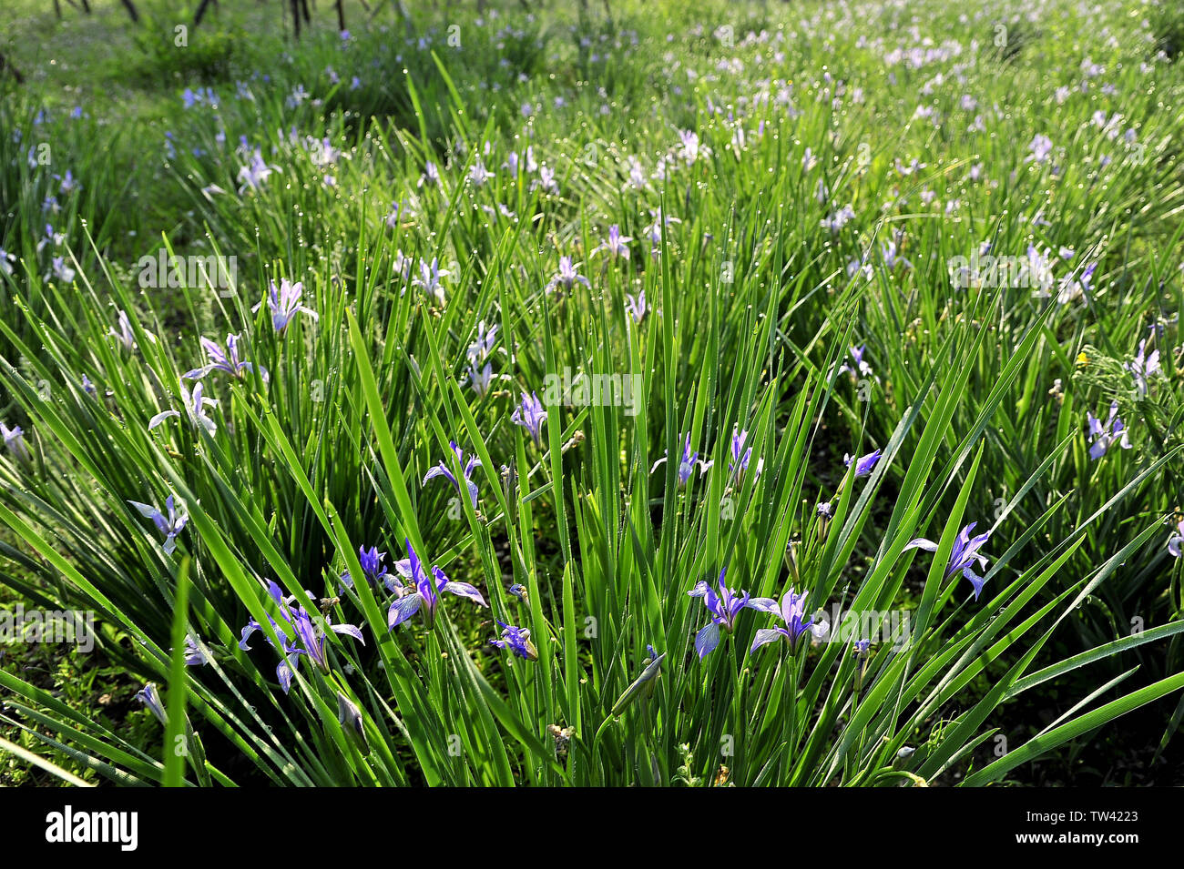 Spring forest flowers and plants picture Stock Photo - Alamy