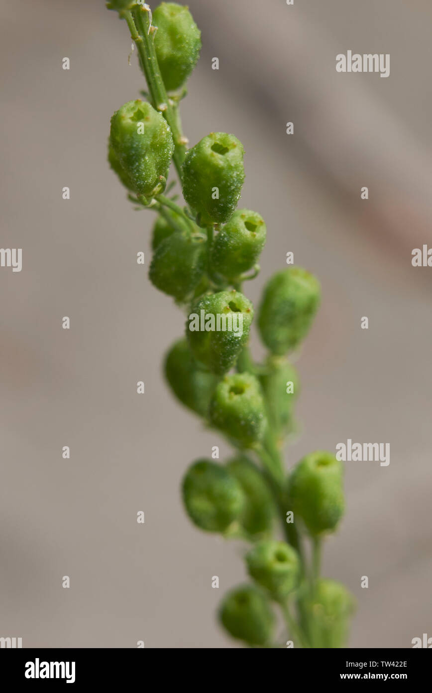 Reseda lutea plant in bloom Stock Photo - Alamy