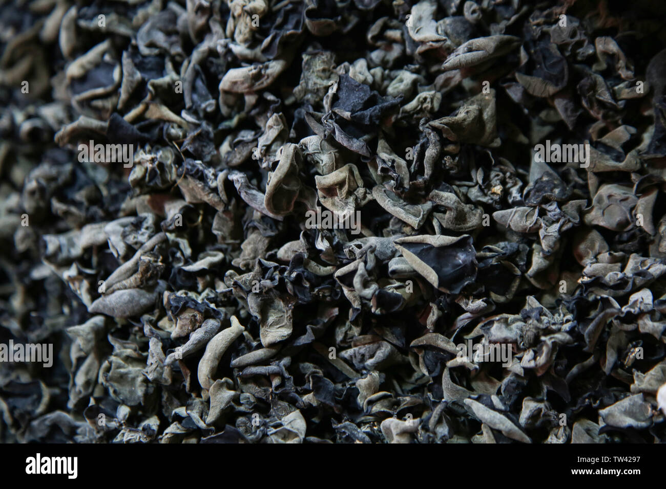 Dried fungus hi-res stock photography and images - Alamy