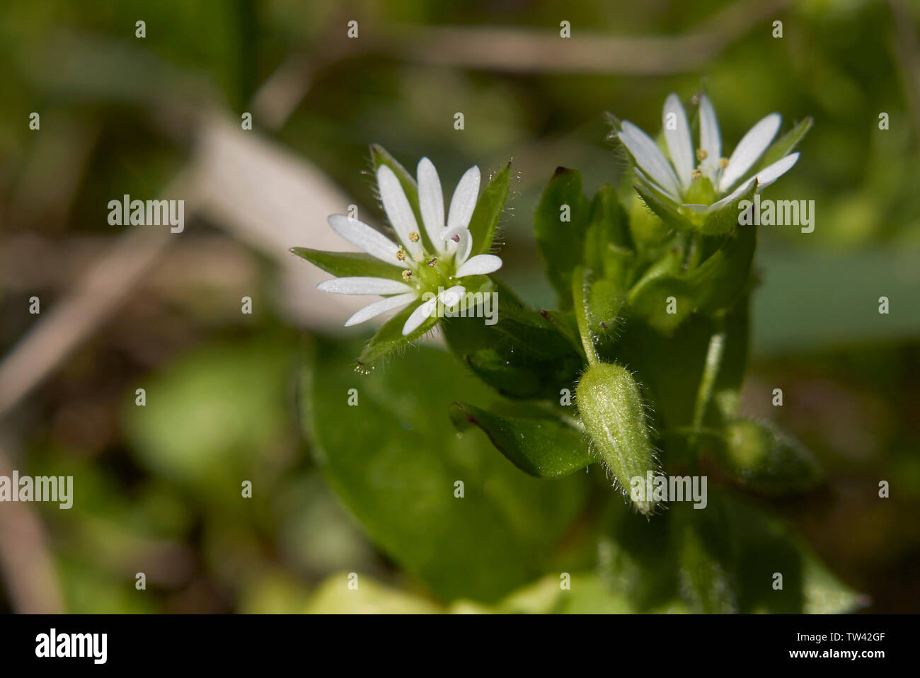 Common chickweed stellaria media blooming hi-res stock photography and ...