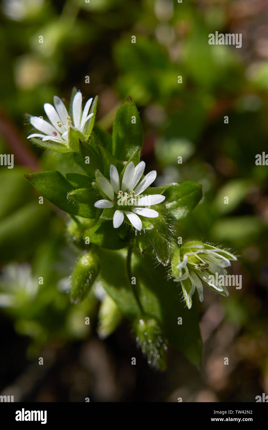 Common chickweed stellaria media blooming hi-res stock photography and ...