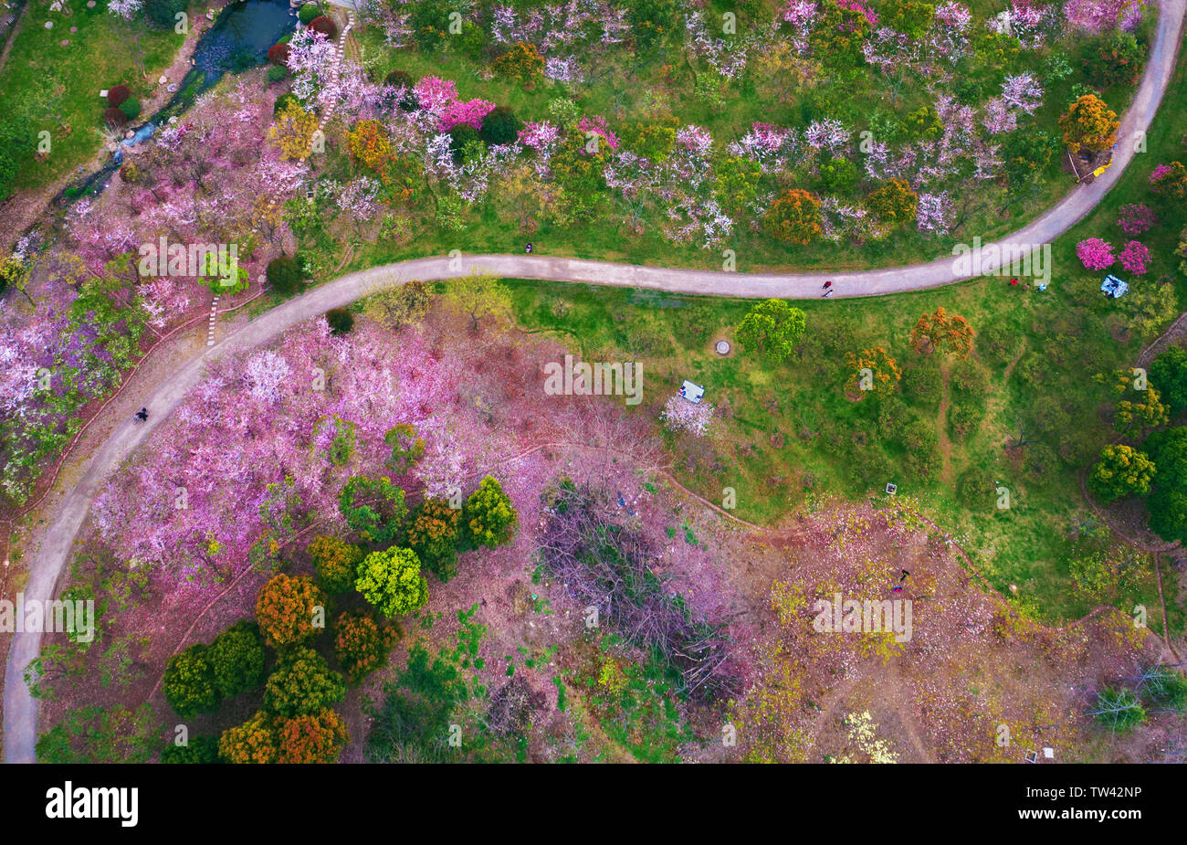 Flower path spring color Stock Photo - Alamy