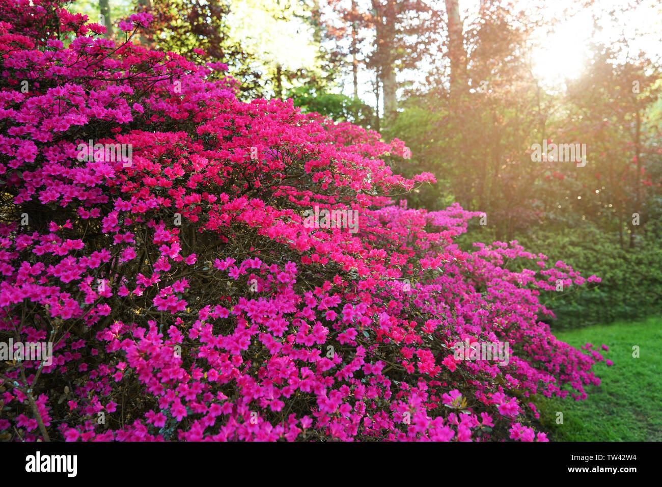 Beautiful blooming Azalea bush in park Stock Photo - Alamy