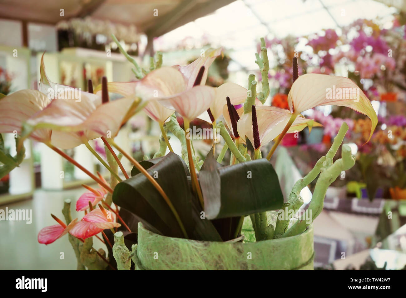 Flamingo Flowers High Resolution Stock Photography and Images - Alamy