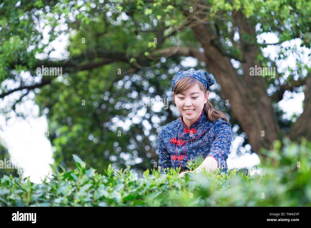 beautiful Asian girl working in green tea plantation Stock Photo - Alamy