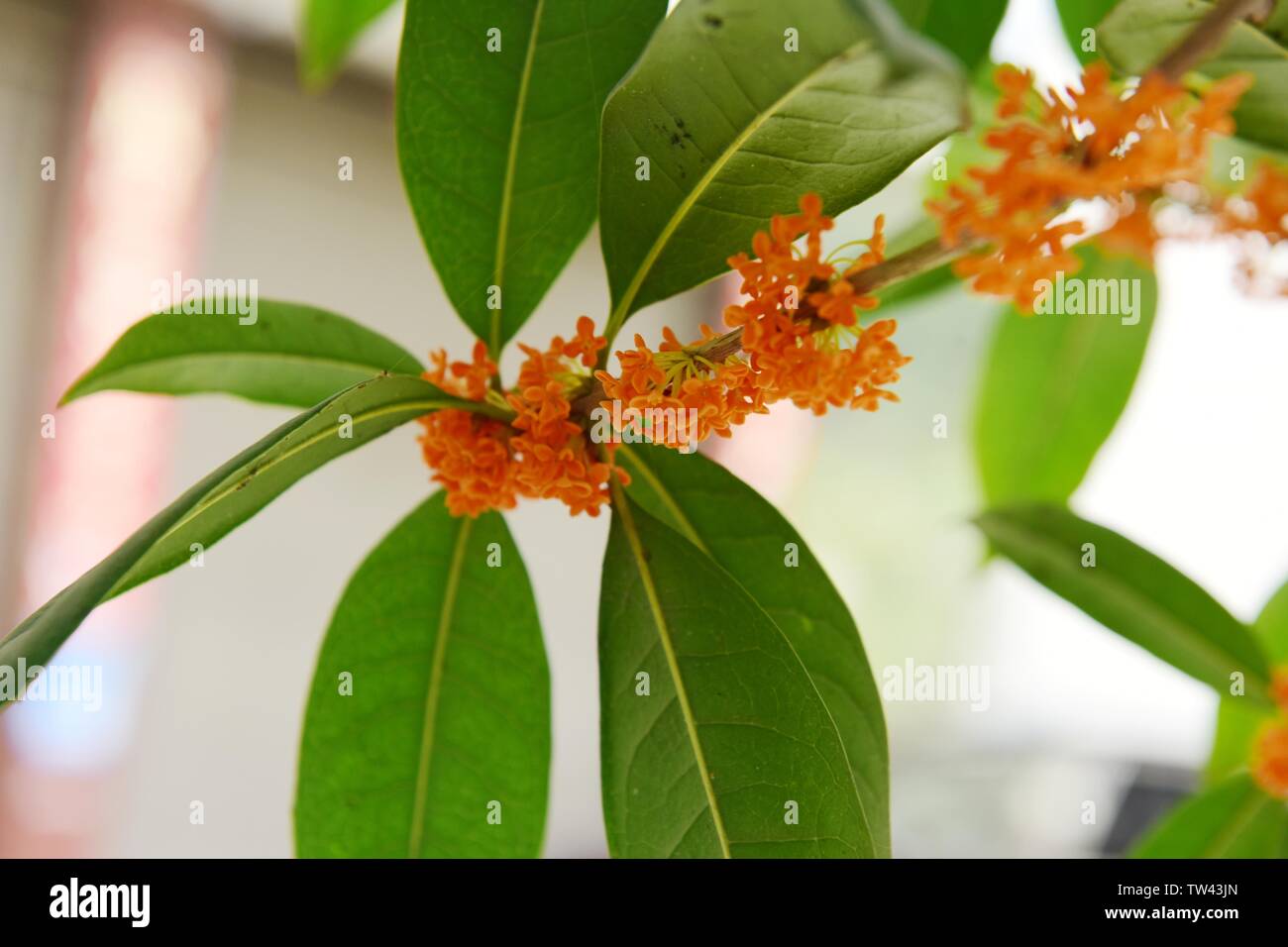 Dangui hi-res stock photography and images - Alamy