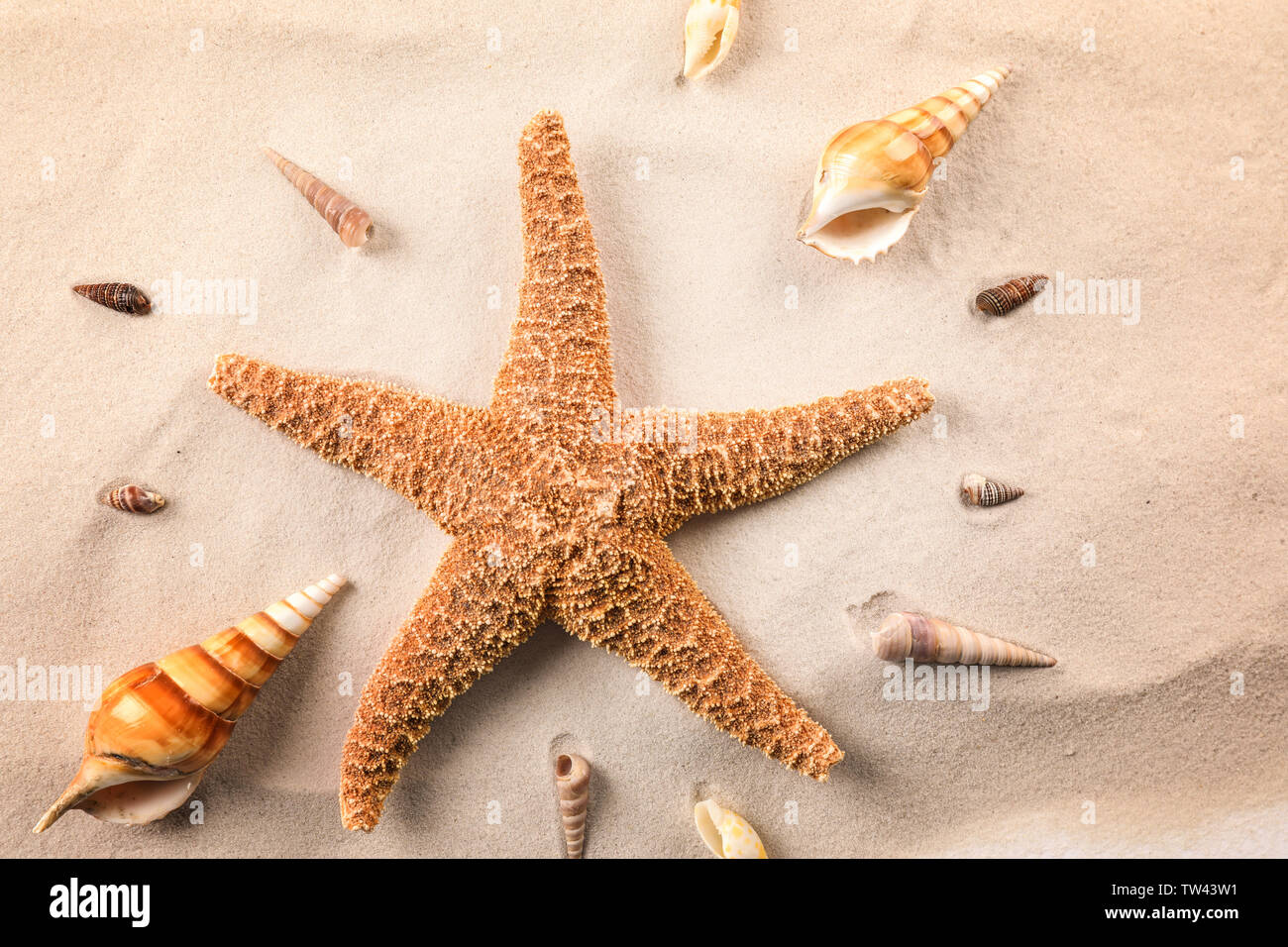 Sea star and shells on sand, closeup view Stock Photo - Alamy