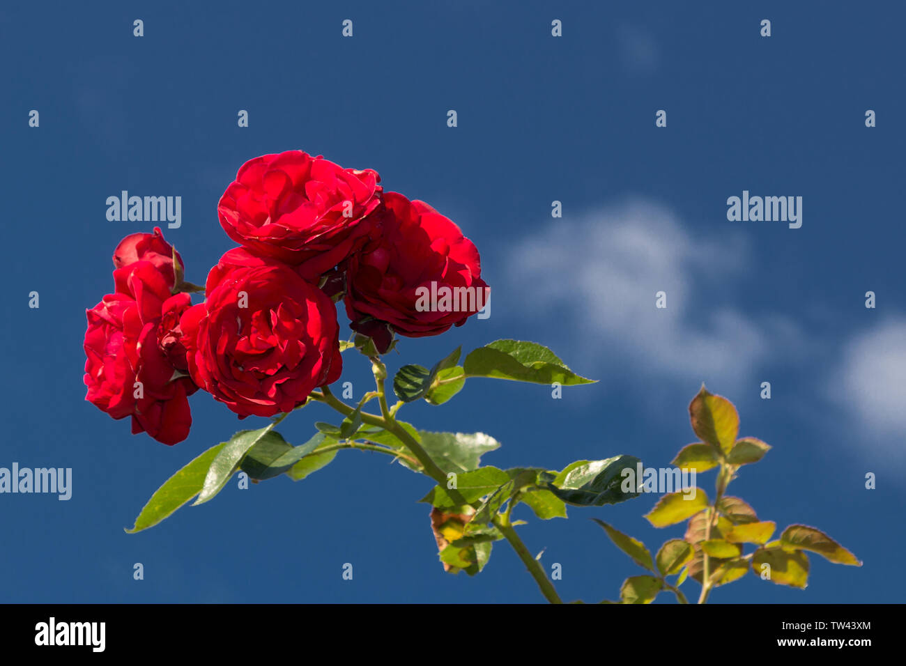 Red roses against a blue sky with some white clouds Stock Photo - Alamy